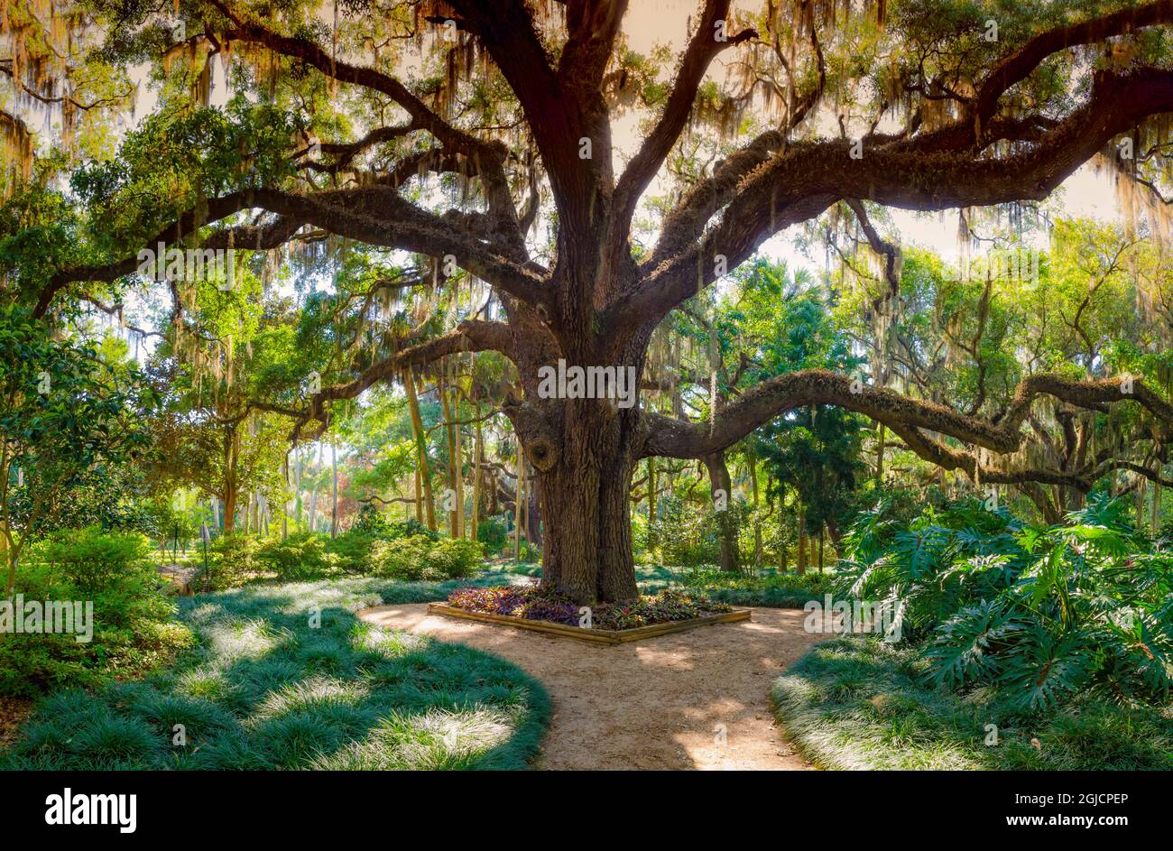 Florida Botanical Gardens, Washington Oaks State Park Stock Photo - Alamy