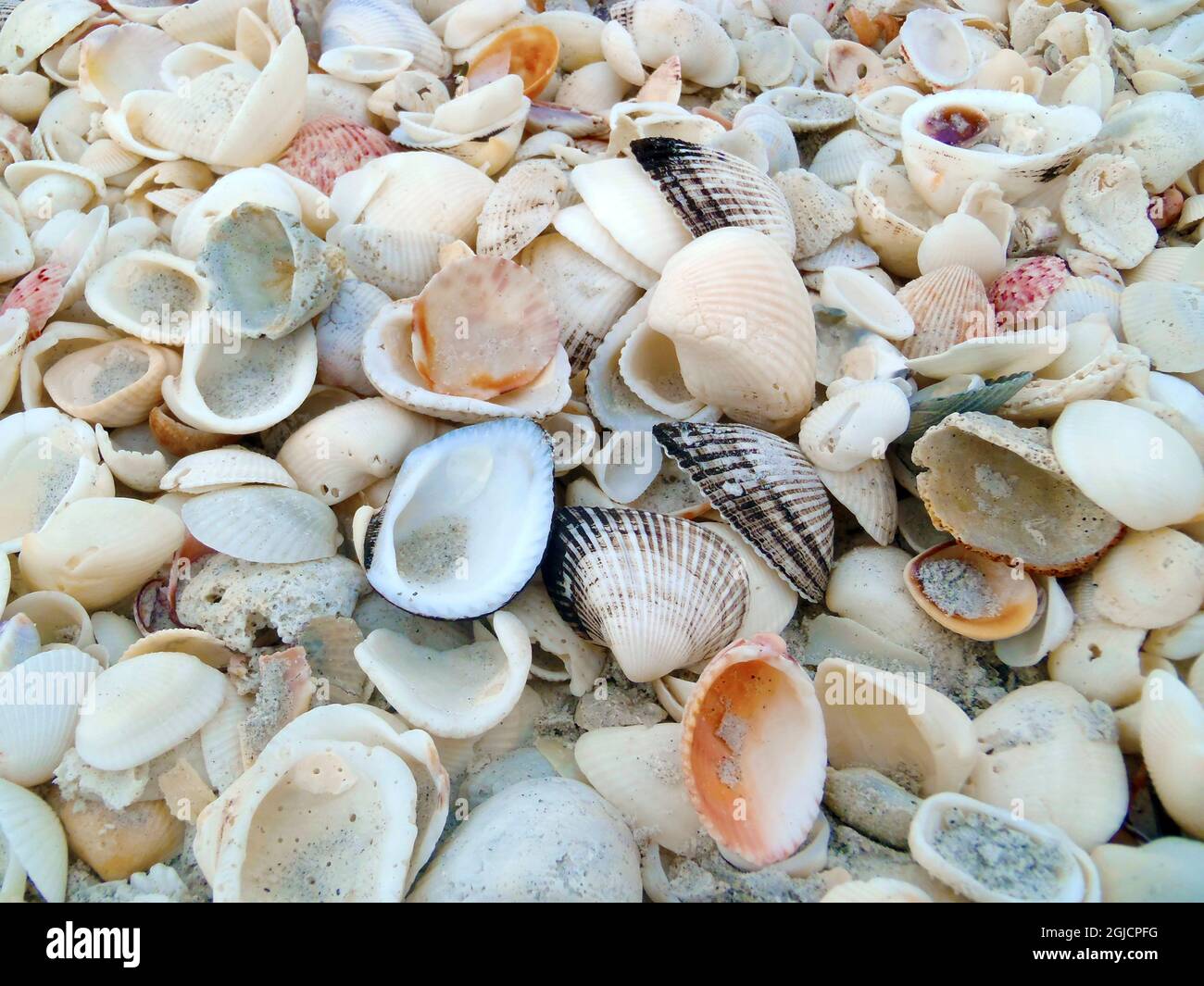 Bounty of Shells on Beaches of Sanibel Island, Florida, USA Stock Photo ...