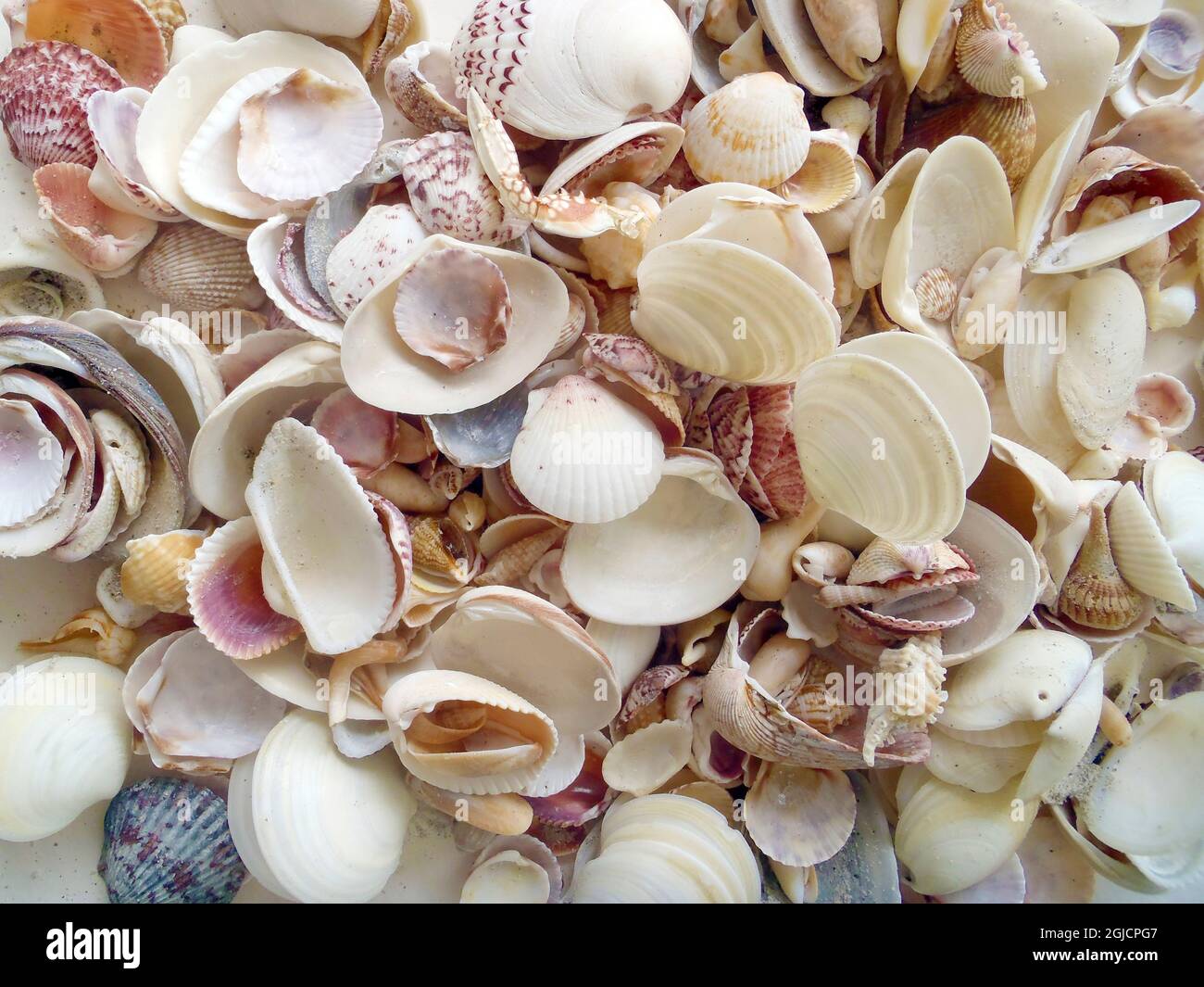 Shells Gathered on Beaches of Sanibel Island, Florida, USA Stock Photo ...