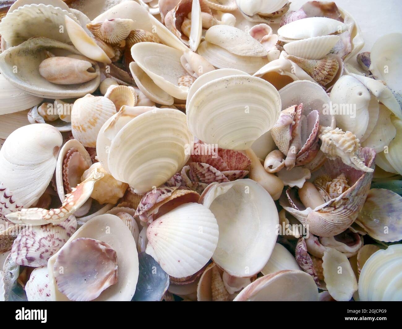 Shells Gathered on Beaches of Sanibel Island, Florida, USA Stock Photo ...