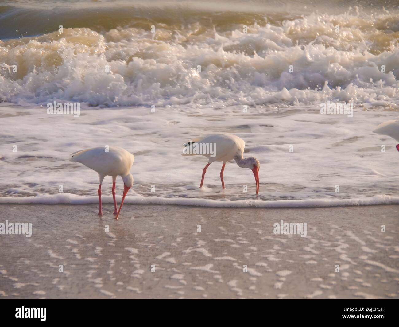 Wading in the surf hi-res stock photography and images - Alamy