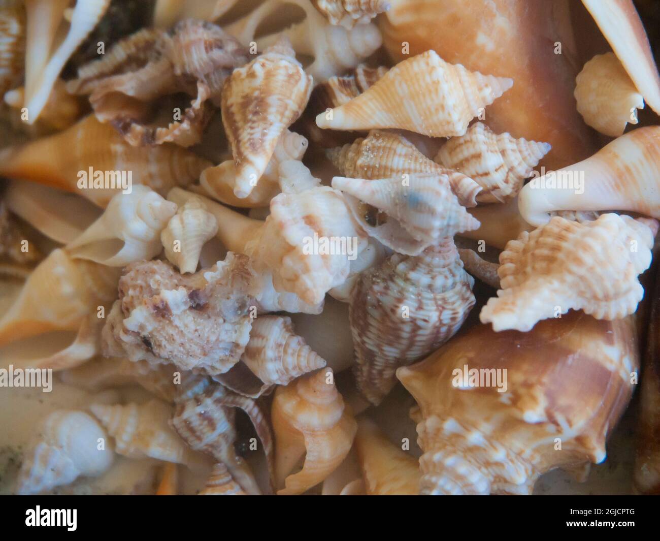Shells Gathered on Beaches of Sanibel Island, Florida, USA Stock Photo ...