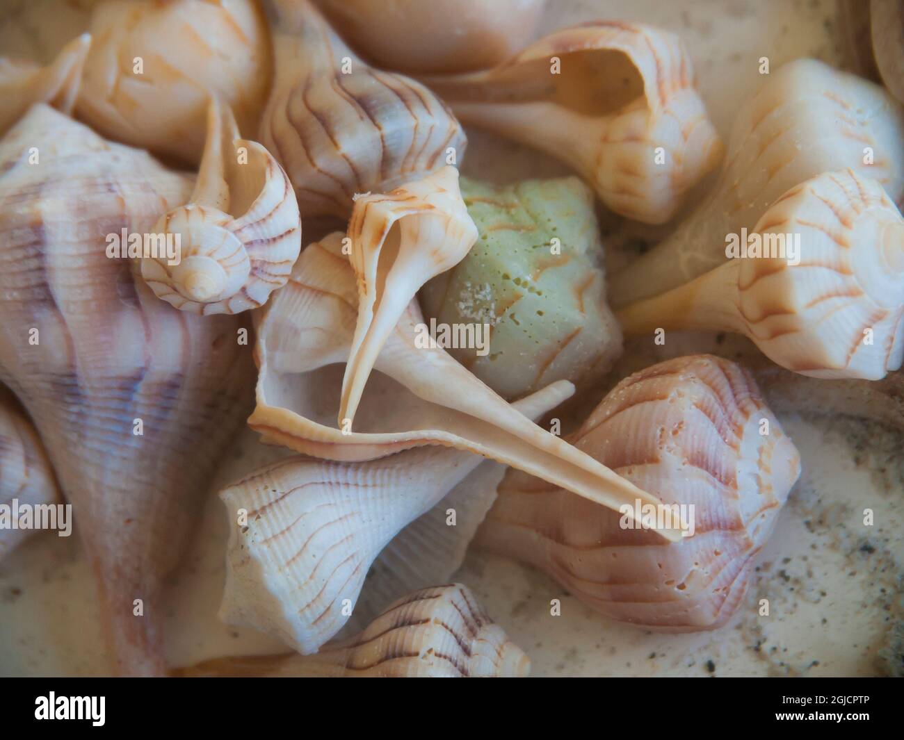 Shells Gathered on Beaches of Sanibel Island, Florida, USA Stock Photo ...