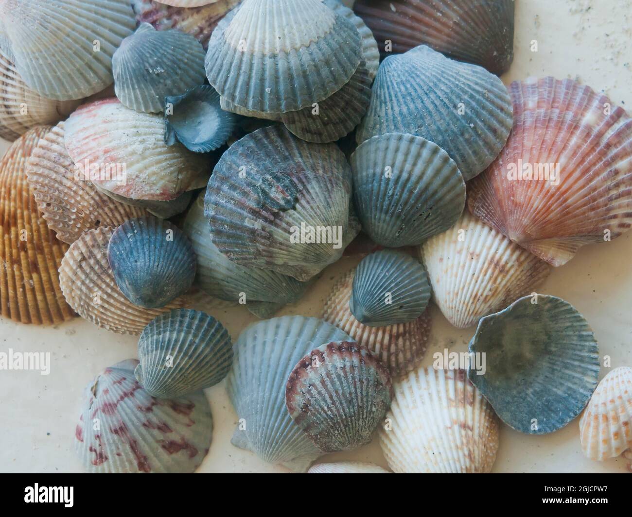 Shells Gathered on Beaches of Sanibel Island, Florida, USA Stock Photo ...