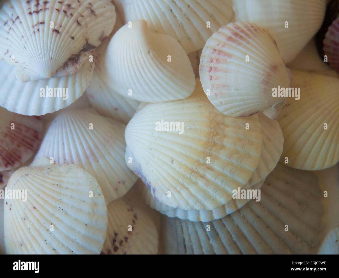 Shells Gathered on Beaches of Sanibel Island, Florida, USA Stock Photo ...
