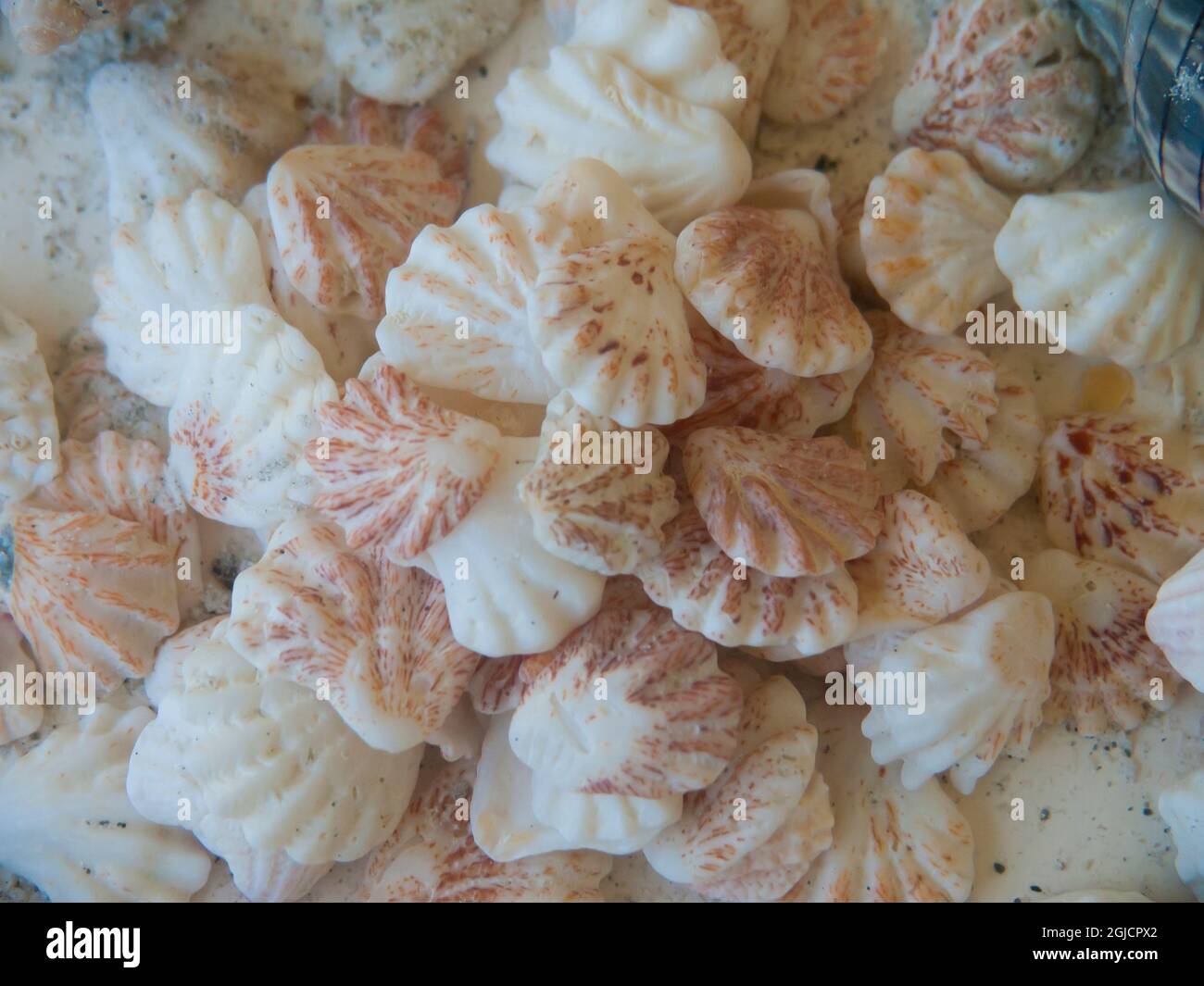 Shells Gathered on Beaches of Sanibel Island, Florida, USA Stock Photo ...