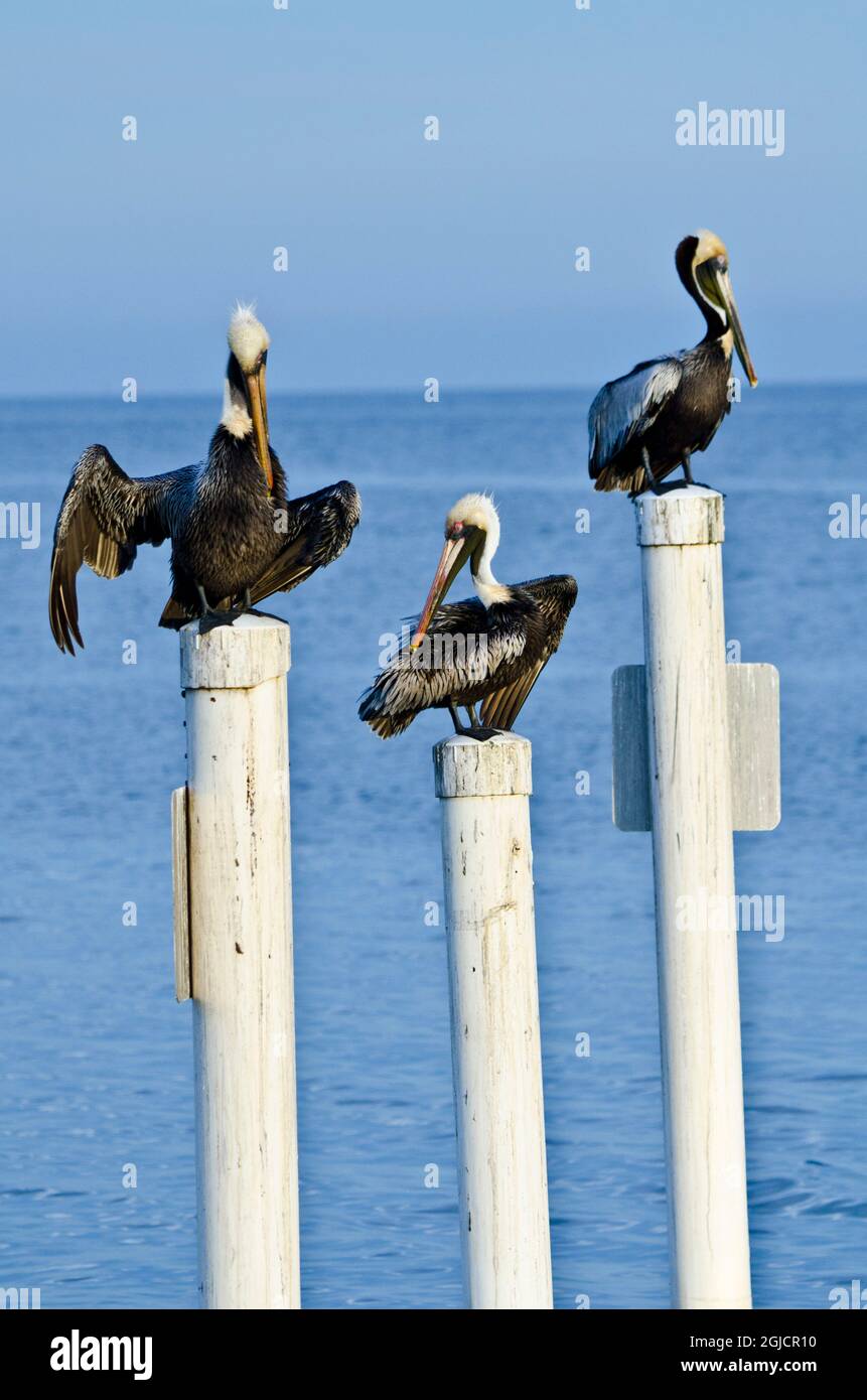 Cedar key florida pelicans hi-res stock photography and images - Alamy
