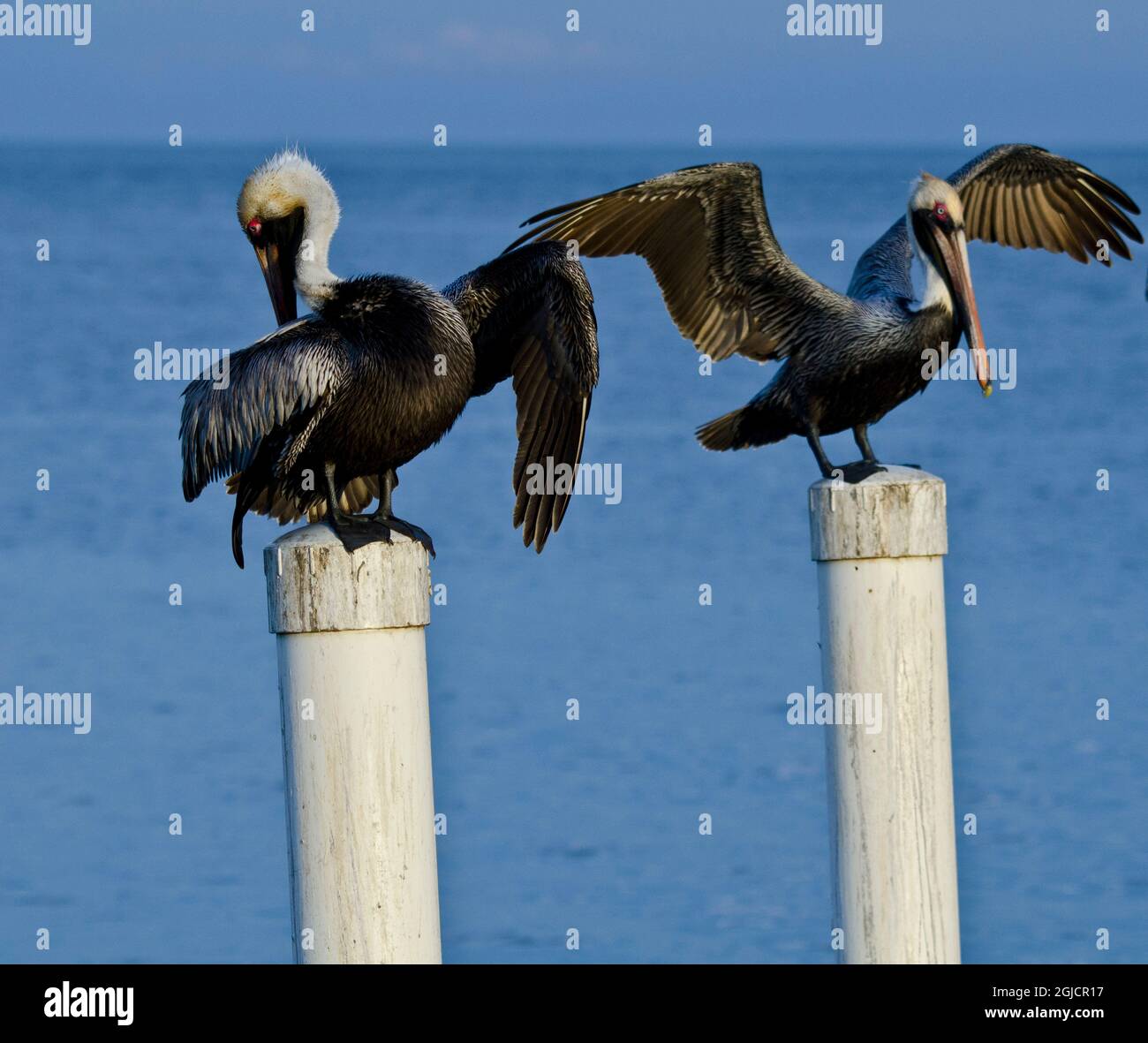 Cedar key florida pelicans hi-res stock photography and images - Alamy