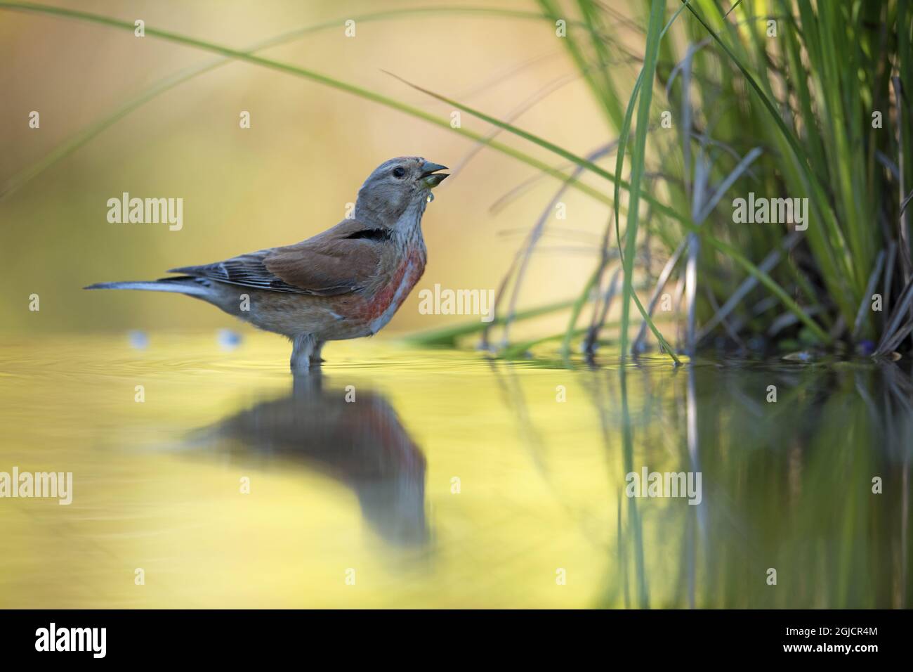 273413803 hi-res stock photography and images - Alamy