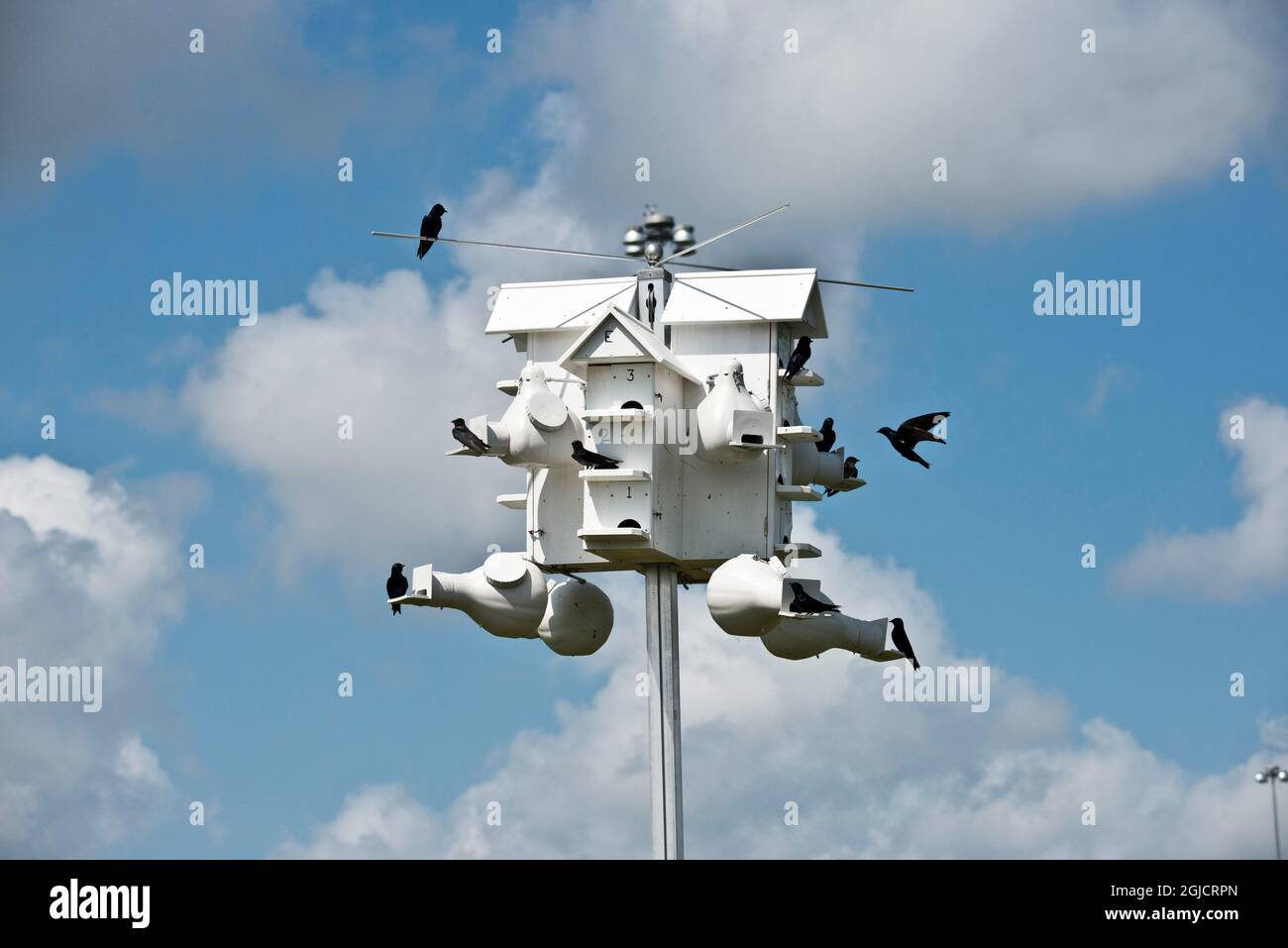 Purple martin bird house hi-res stock photography and images - Alamy