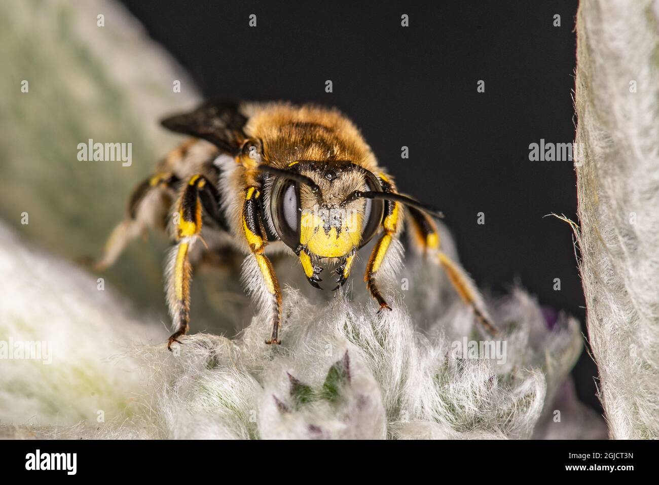Storullbi, European wool carder bee (Anthidium manicatum) sitting on ...