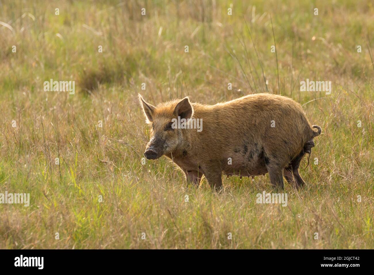 USA, Florida, Merritt Island National Wildlife Refuge. Feral hog in ...