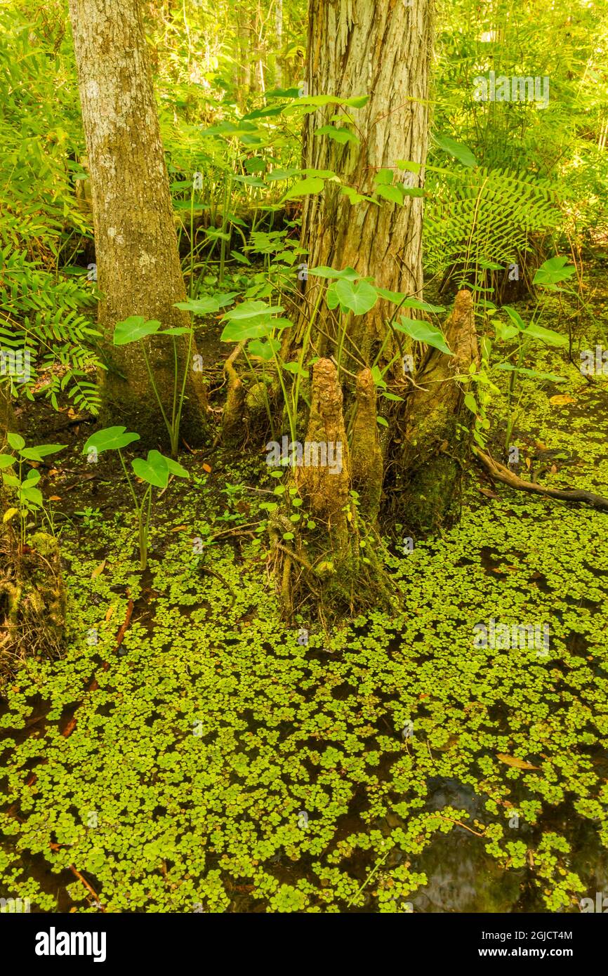 Swamp land hi-res stock photography and images - Alamy