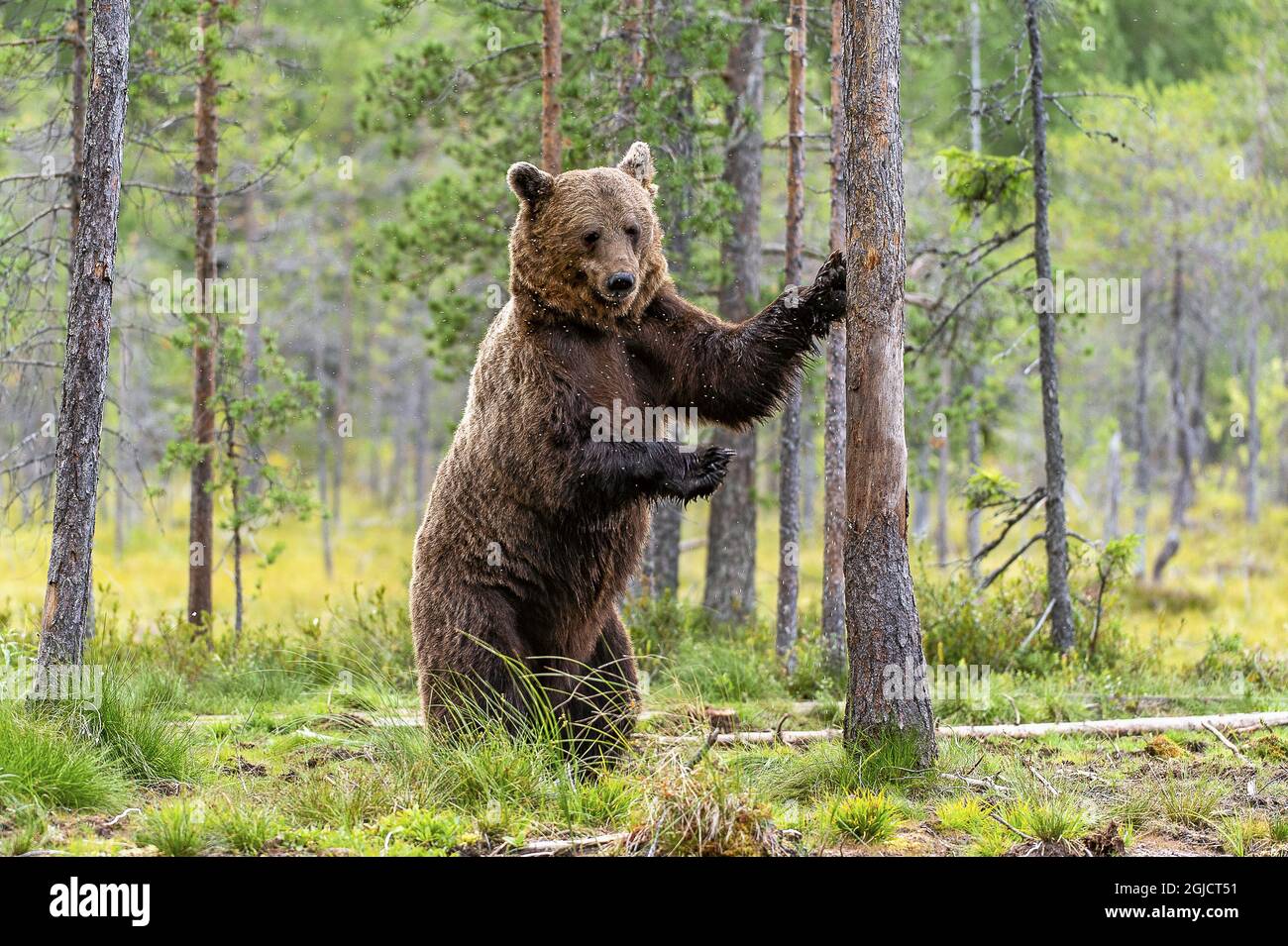 Brown bear (Ursus arctos) Foto: Ola Jennersten / TT / kod 2754 Stock ...