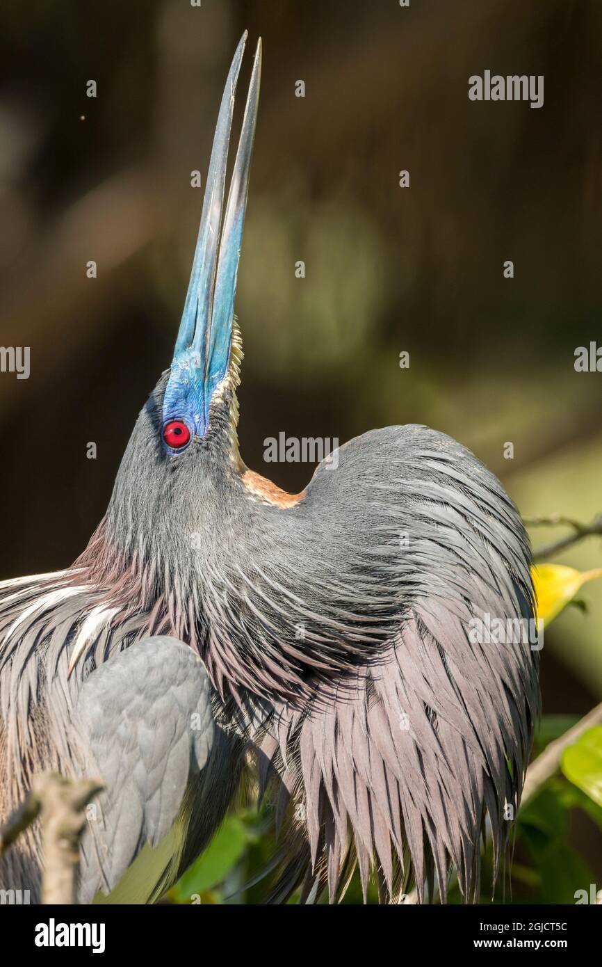 Mating pose hi-res stock photography and images - Alamy