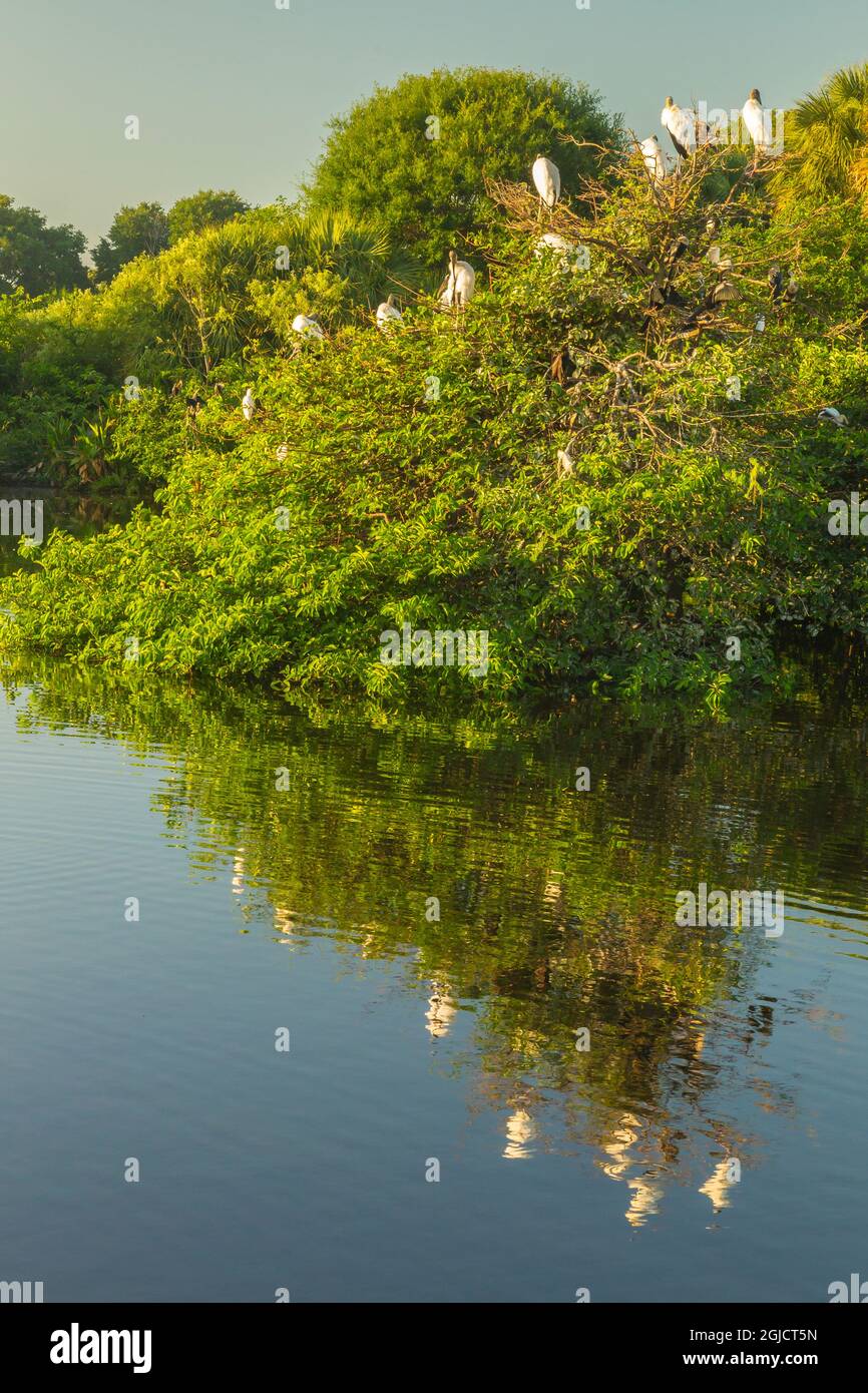 Bird rookery hi-res stock photography and images - Alamy