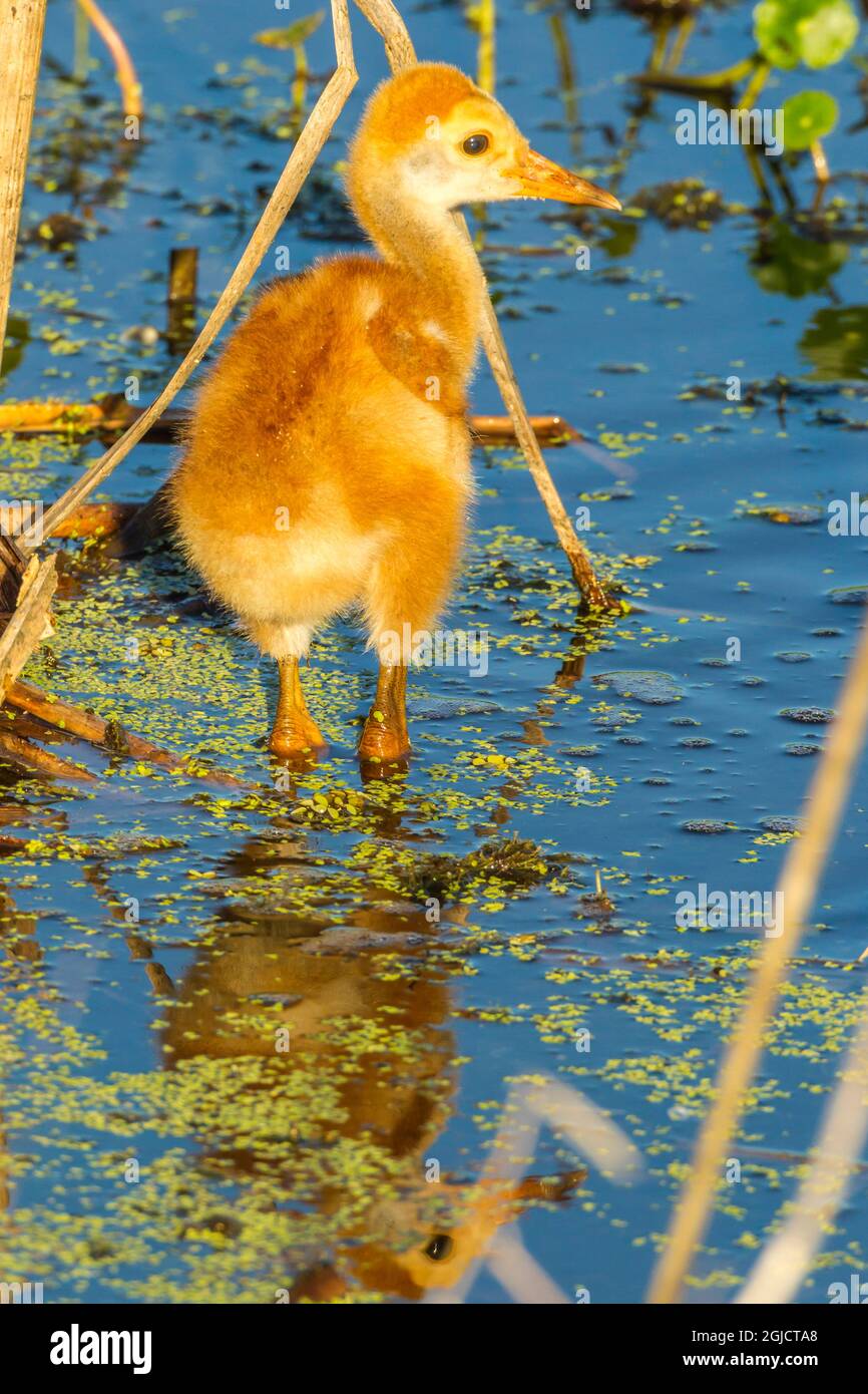 Colt gordon hi-res stock photography and images - Alamy