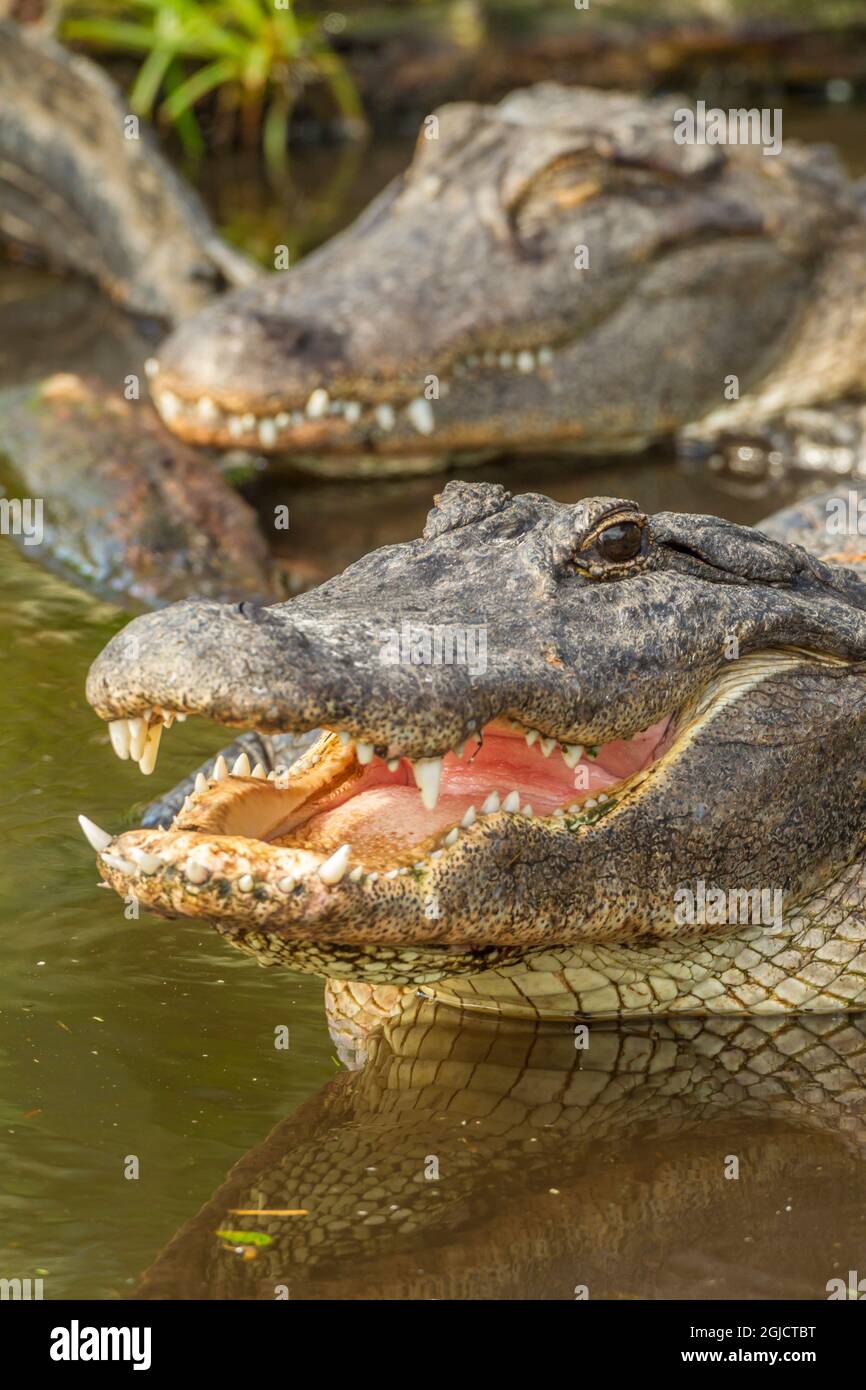 USA, Florida, Anastasia Island, Alligator Farm. Close-up of captive ...
