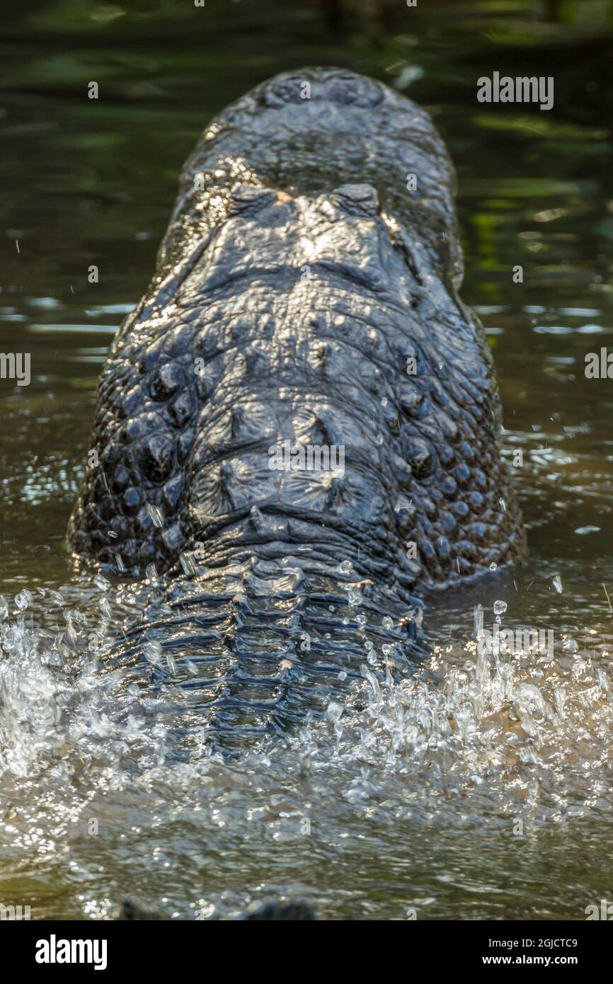 Alligator mating hi-res stock photography and images - Alamy