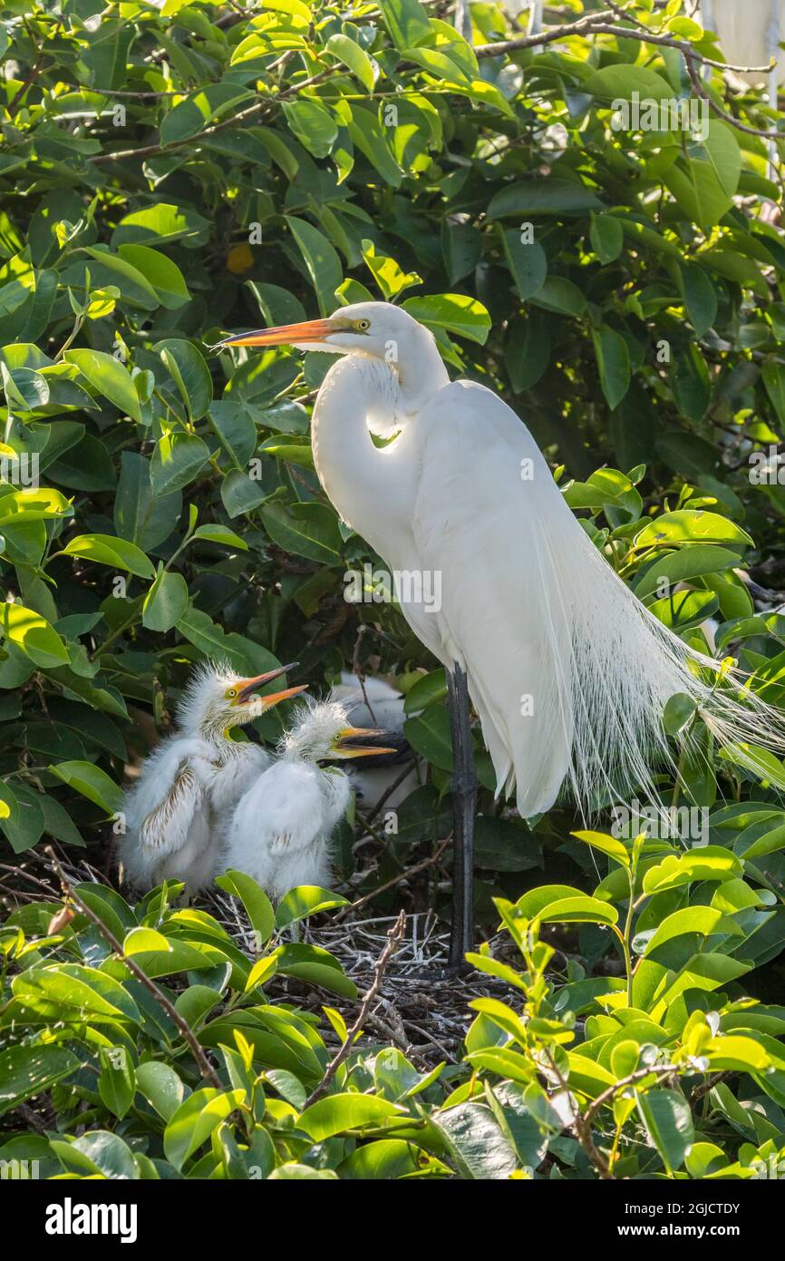 USA, Florida, Wakodahatchee Wetlands. Great egret parent and chicks on ...
