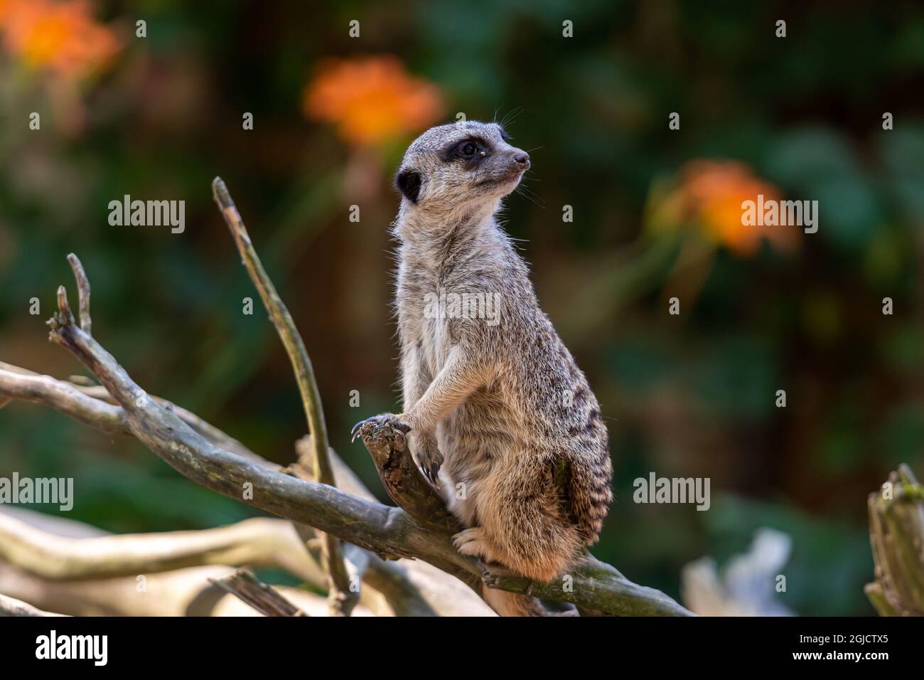 meerkat (Suricata suricatta) keeping watch while stood on a tree with a ...