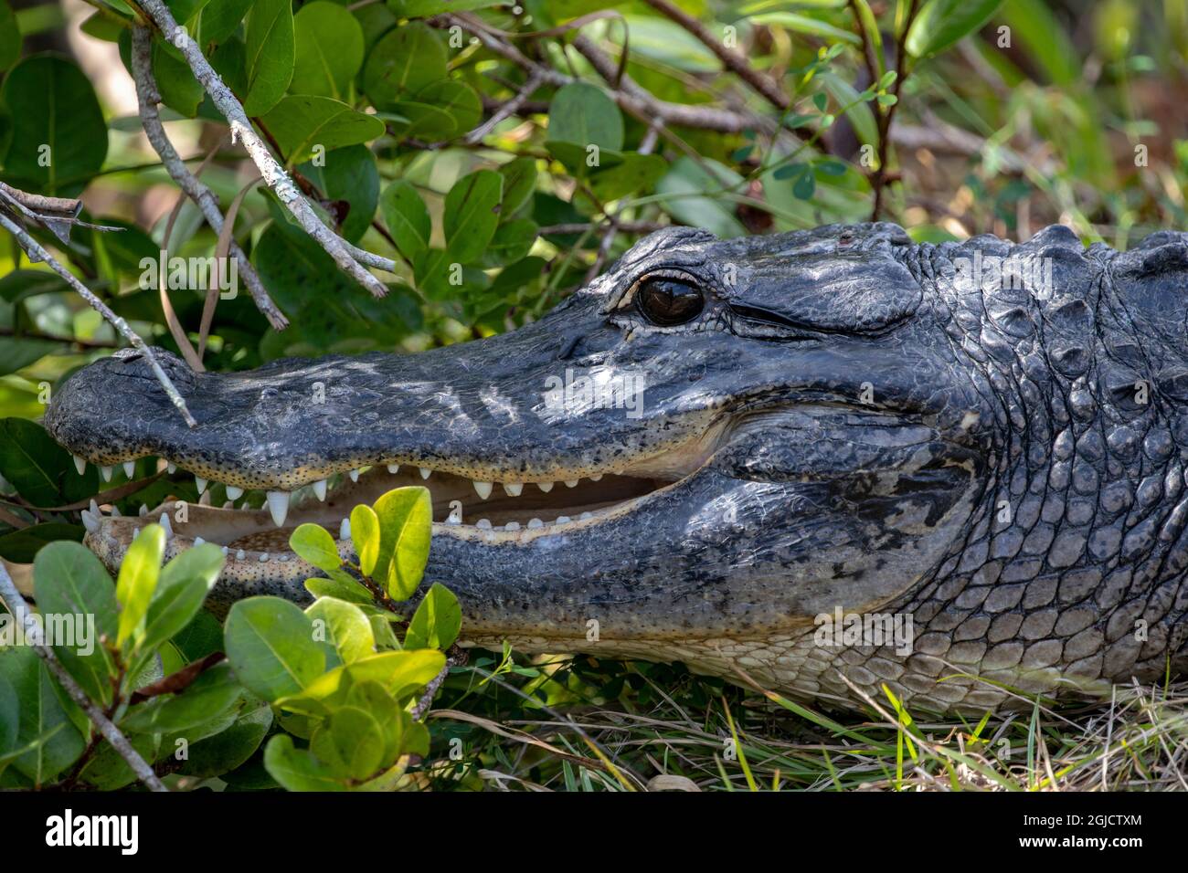 Alligator in Everglades National Park, Florida, USA Stock Photo - Alamy