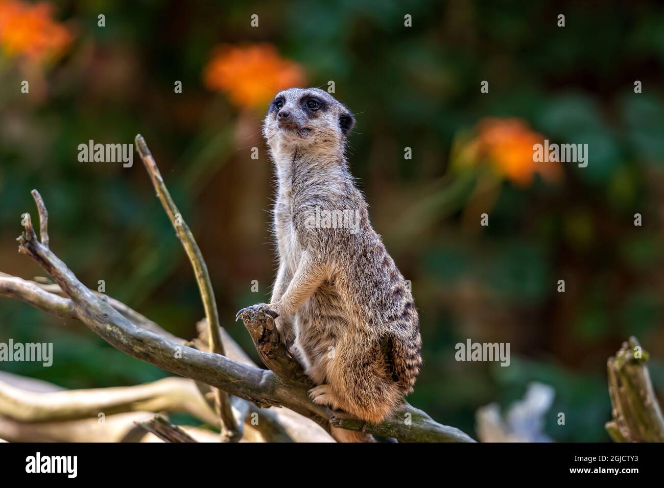 meerkat (Suricata suricatta) keeping watch while stood on a tree with a ...