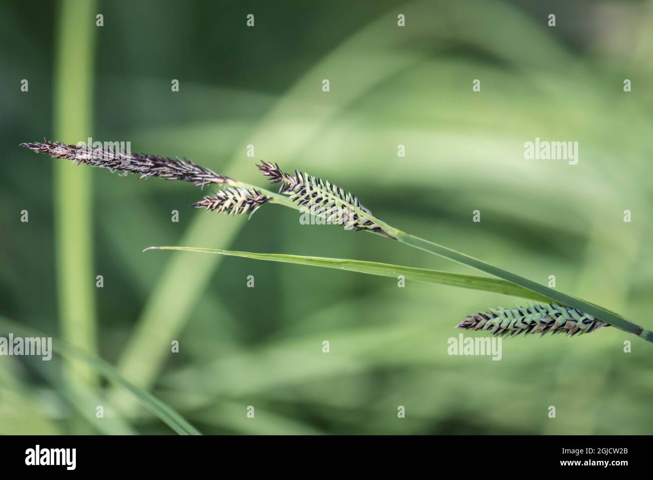 Lesser Pond Sedge(Carex acutiformis). Foto: Magnus Martinsson / TT ...