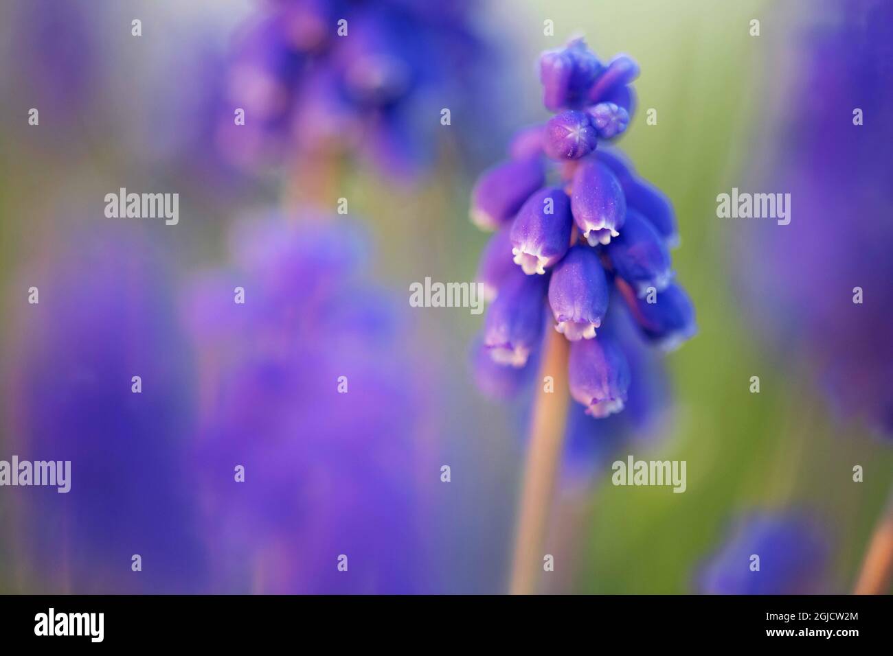 273414033 hi-res stock photography and images - Alamy