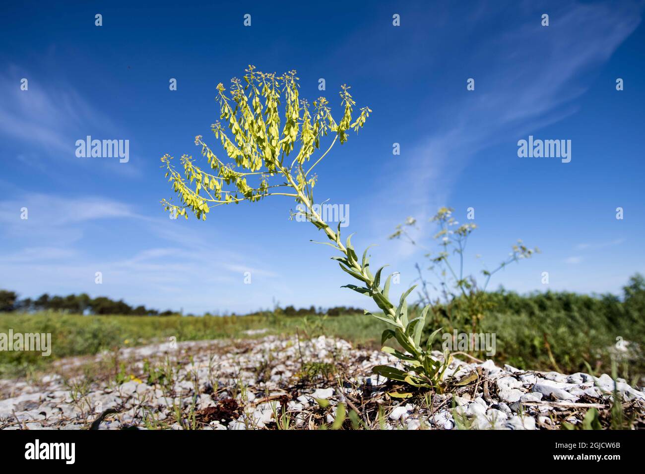 273414054 hi-res stock photography and images - Alamy