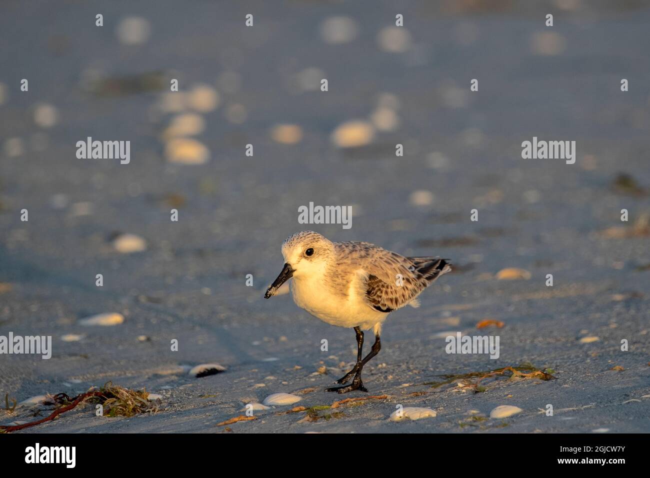 Sanderling on beach at Sanibel Island, Florida, USA Stock Photo - Alamy