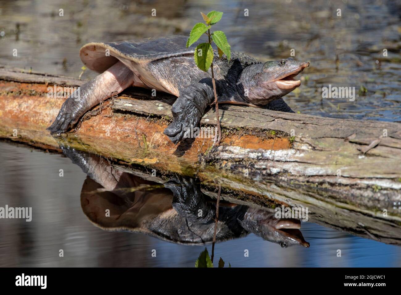 Turtle everglades national park florida hi-res stock photography and ...
