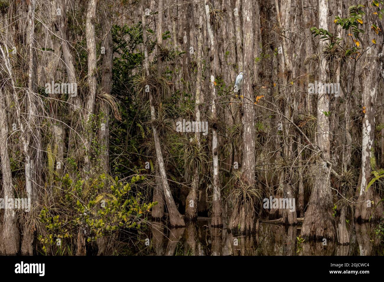 Cypress trees in everglades hi-res stock photography and images - Alamy