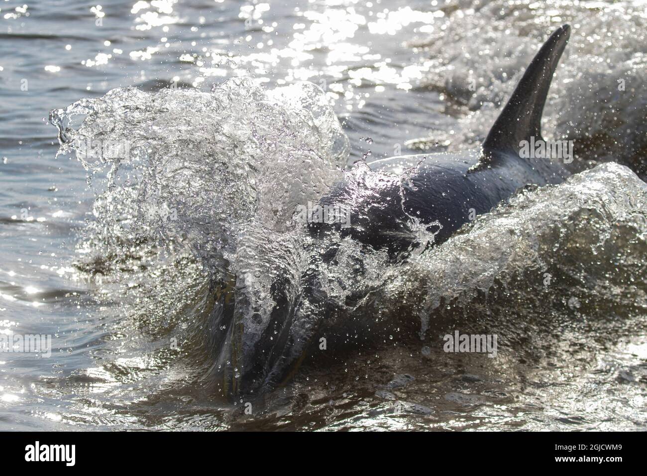 Bottlenose dolphins in Everglades National Park, Florida, USA Stock ...