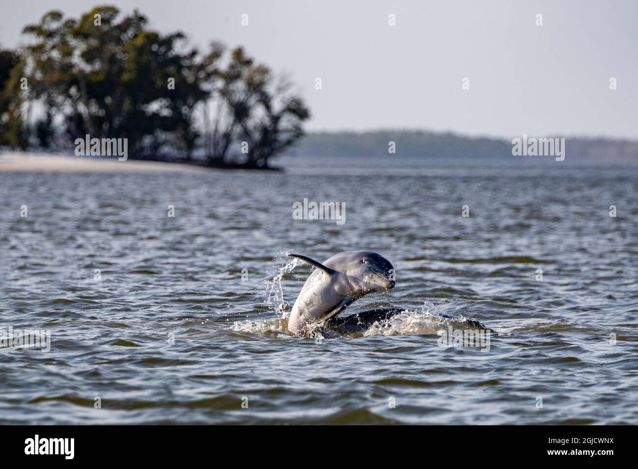 Bottlenose dolphins in Everglades National Park, Florida, USA Stock ...