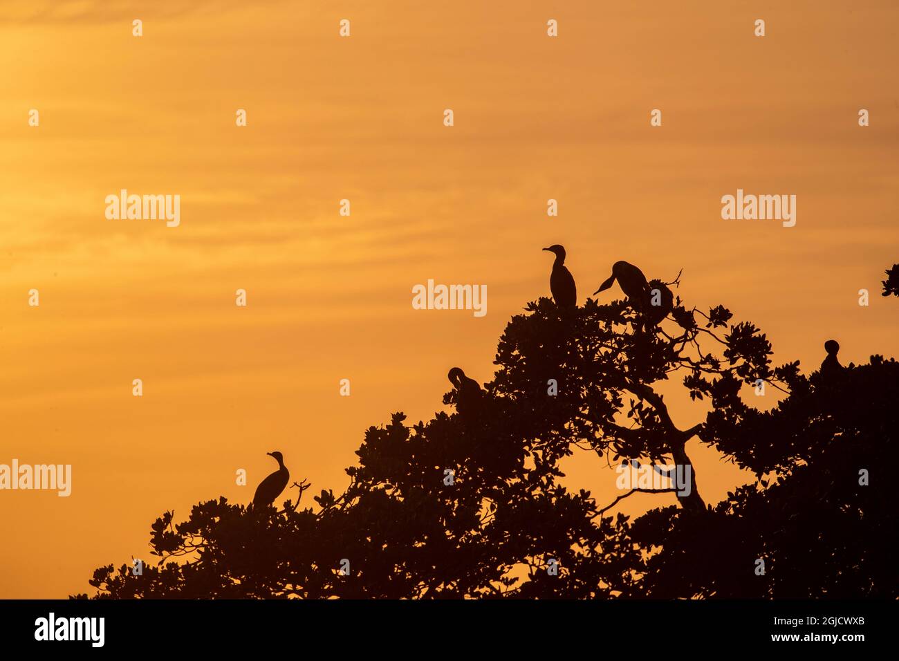 Double-crested cormorant rookery at Ten Thousand Islands National ...
