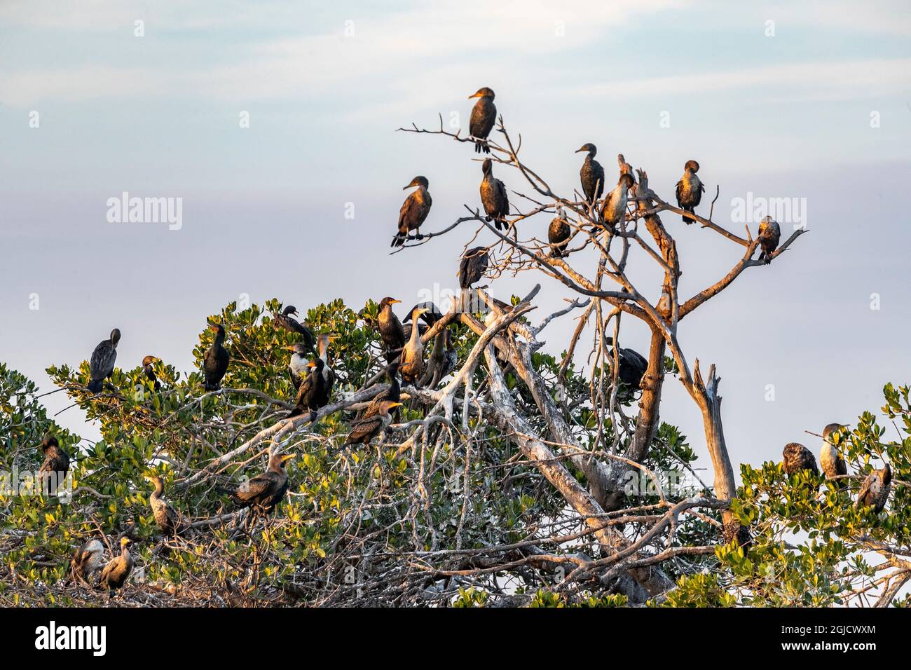 Double-crested cormorant rookery at Ten Thousand Islands National ...