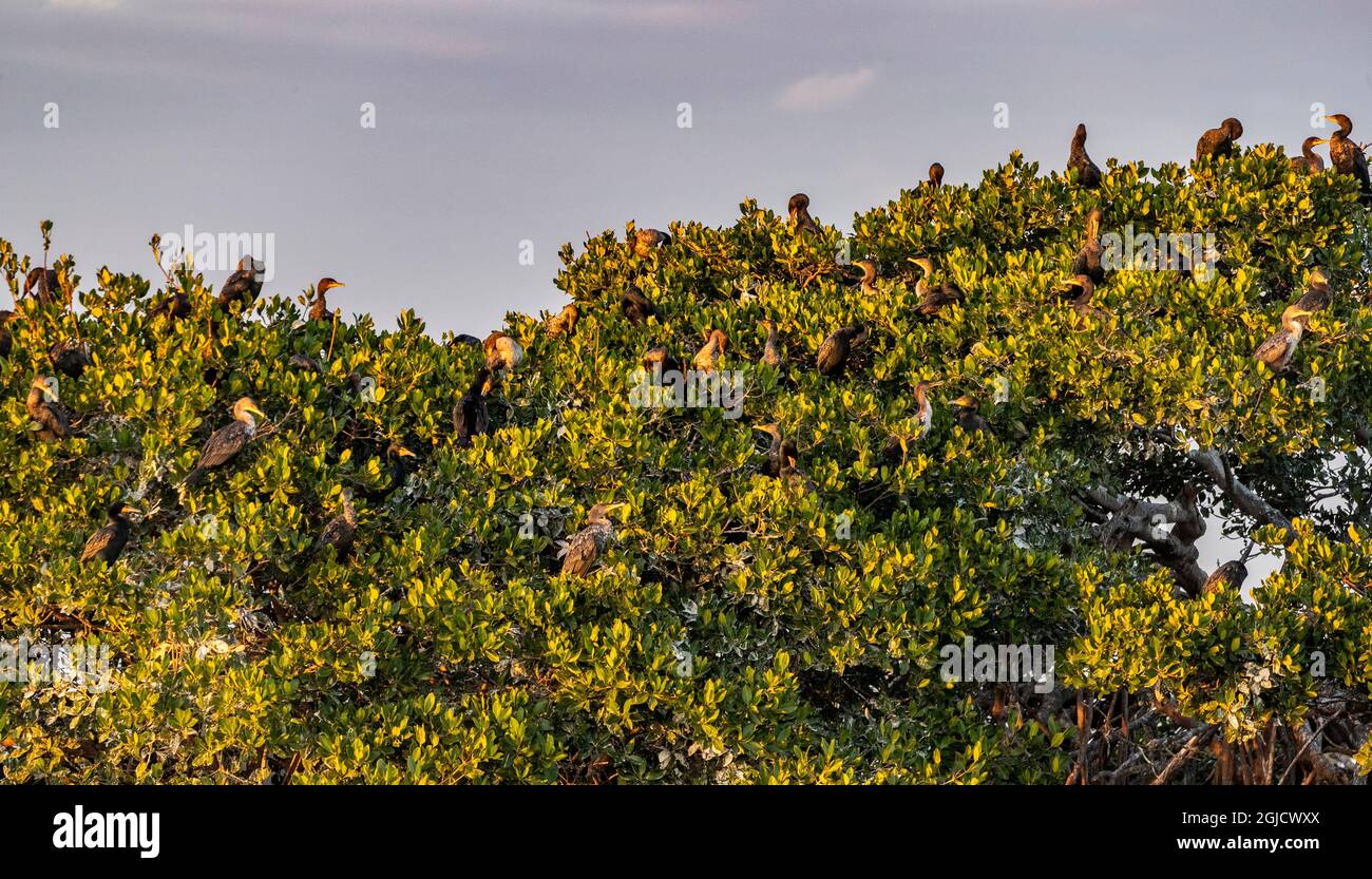 Double-crested cormorant rookery at Ten Thousand Islands National ...