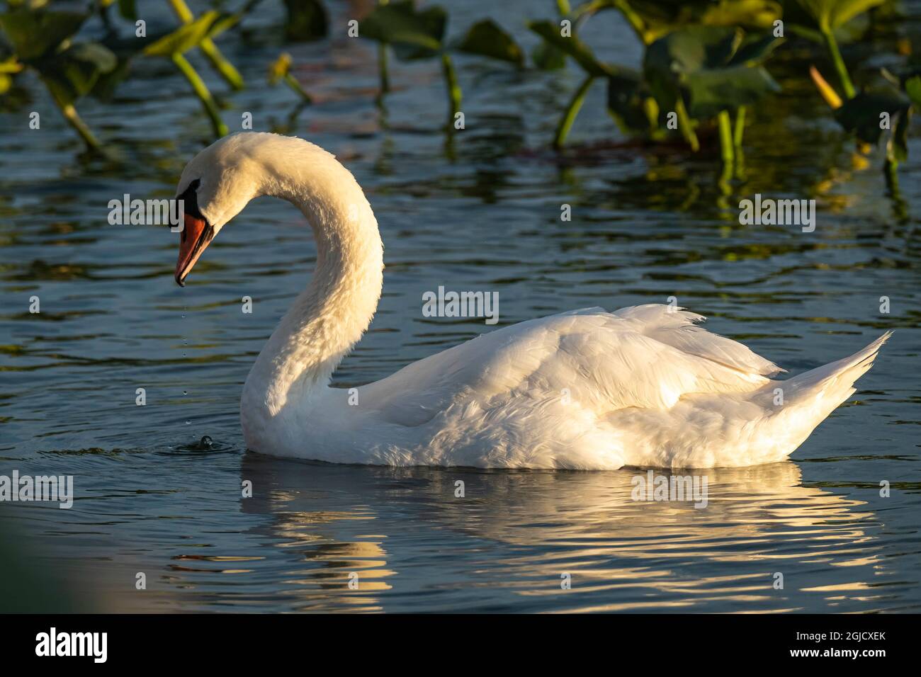 Lakeland florida swan hi-res stock photography and images - Alamy