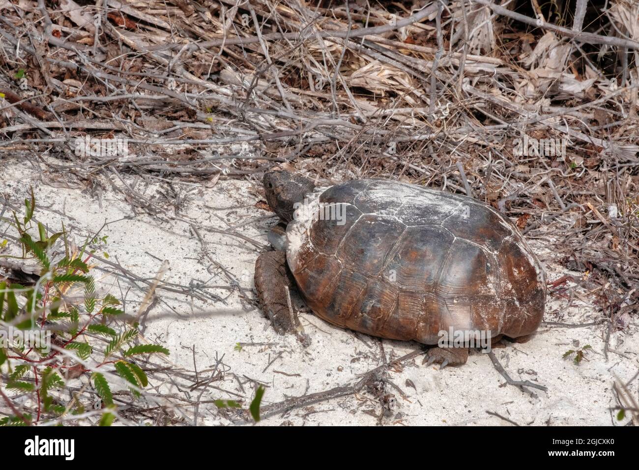 Gopher Tortoise, Florida Stock Photo - Alamy