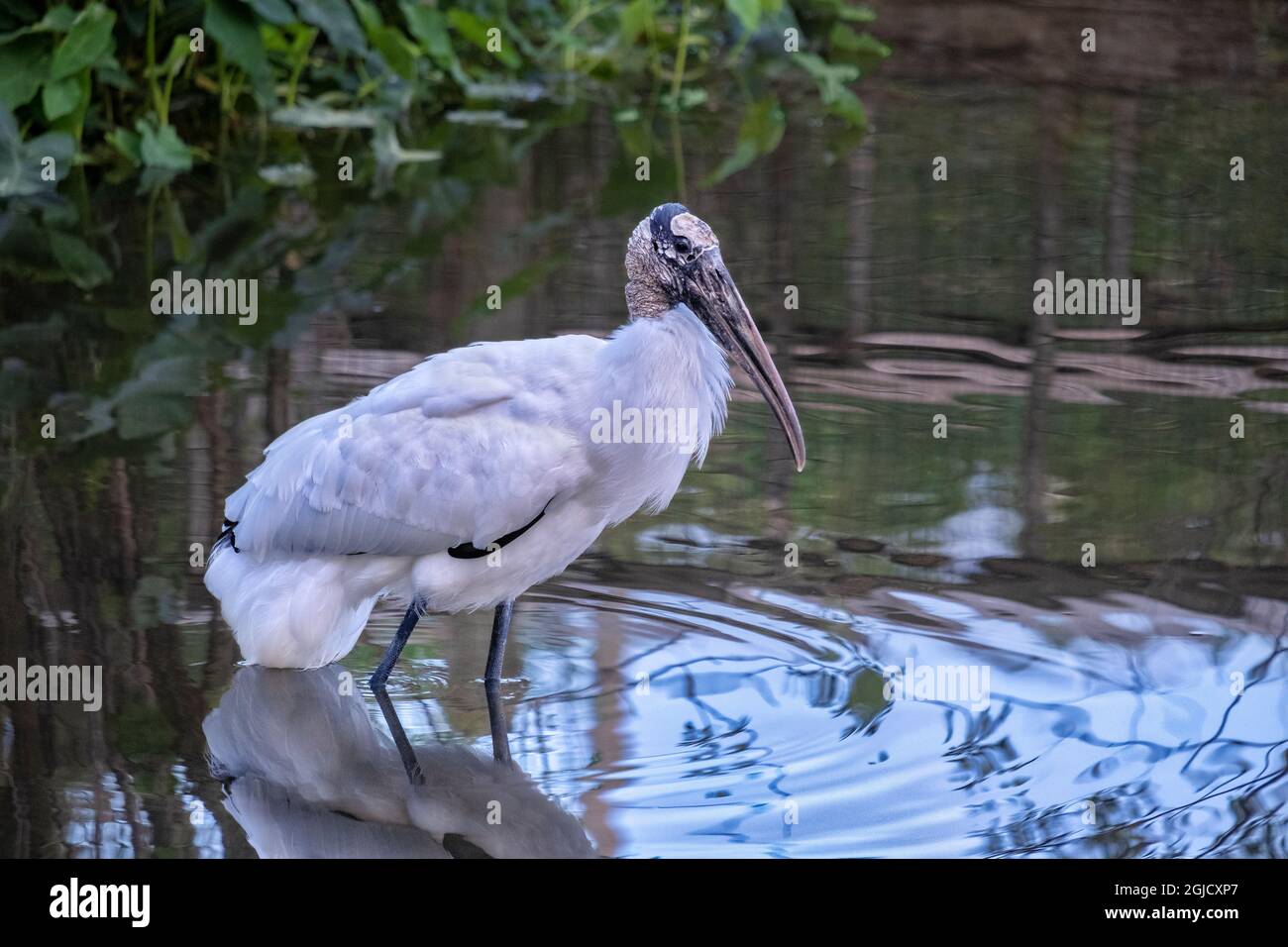Wood Stork, Florida Stock Photo - Alamy