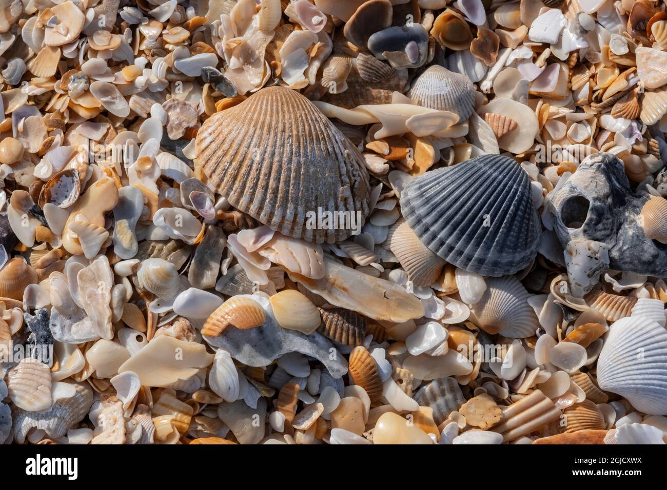 Seashells on the beach, Florida Stock Photo - Alamy