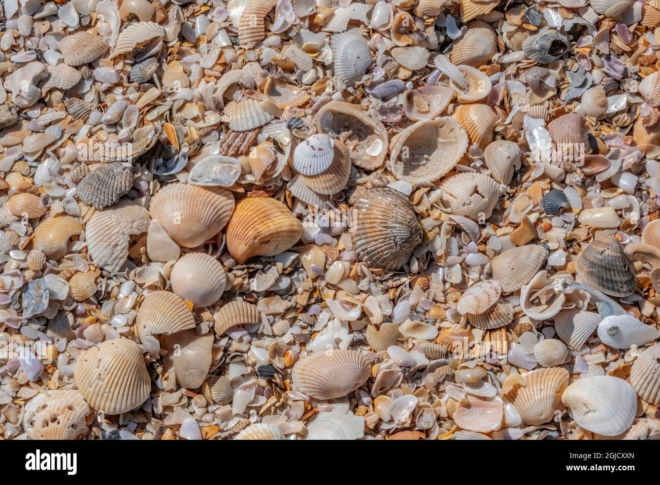 Seashells on the beach, Florida Stock Photo - Alamy