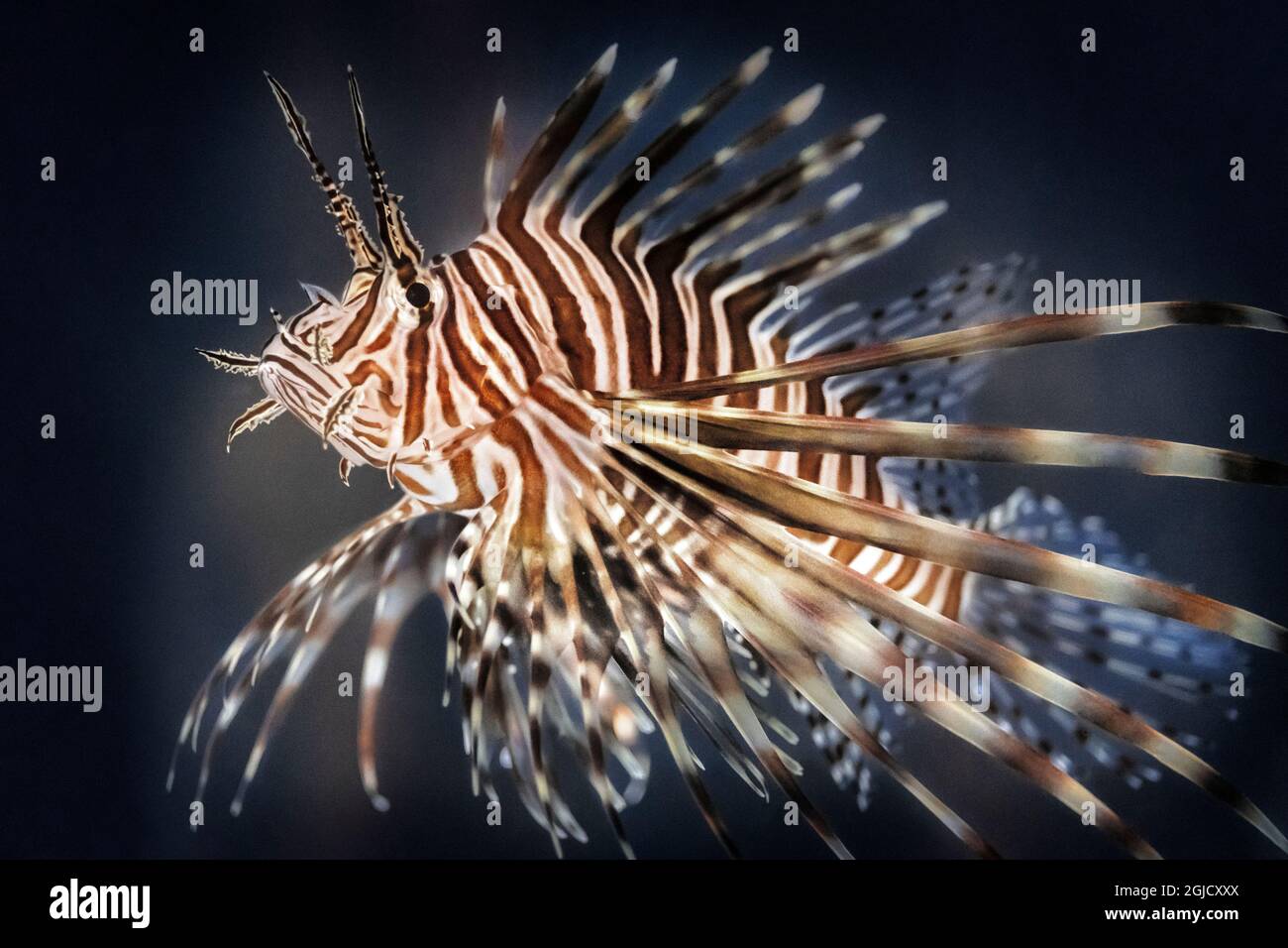 Lionfish in an aquarium Stock Photo - Alamy