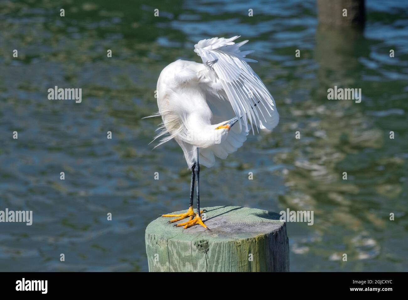 Snowy Egret preening, Florida Stock Photo - Alamy