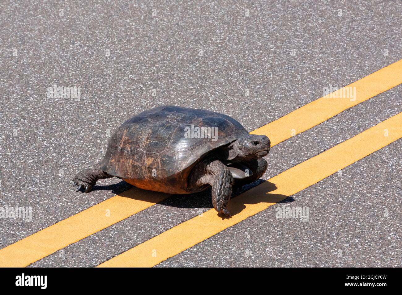 Gopher tortoise crossing hi-res stock photography and images - Alamy