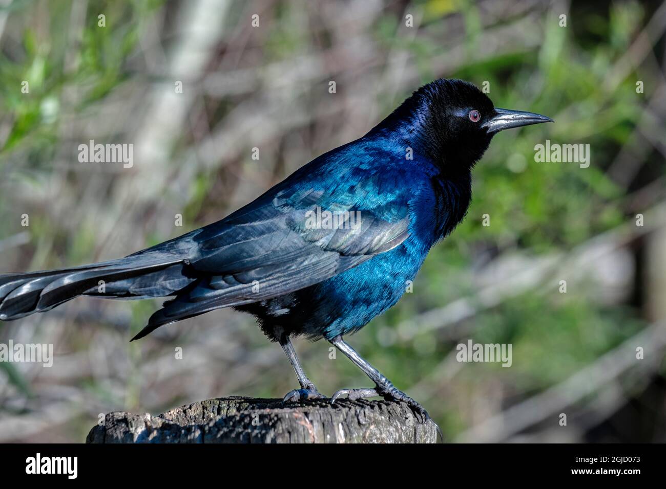 Common Grackle, Florida Stock Photo - Alamy