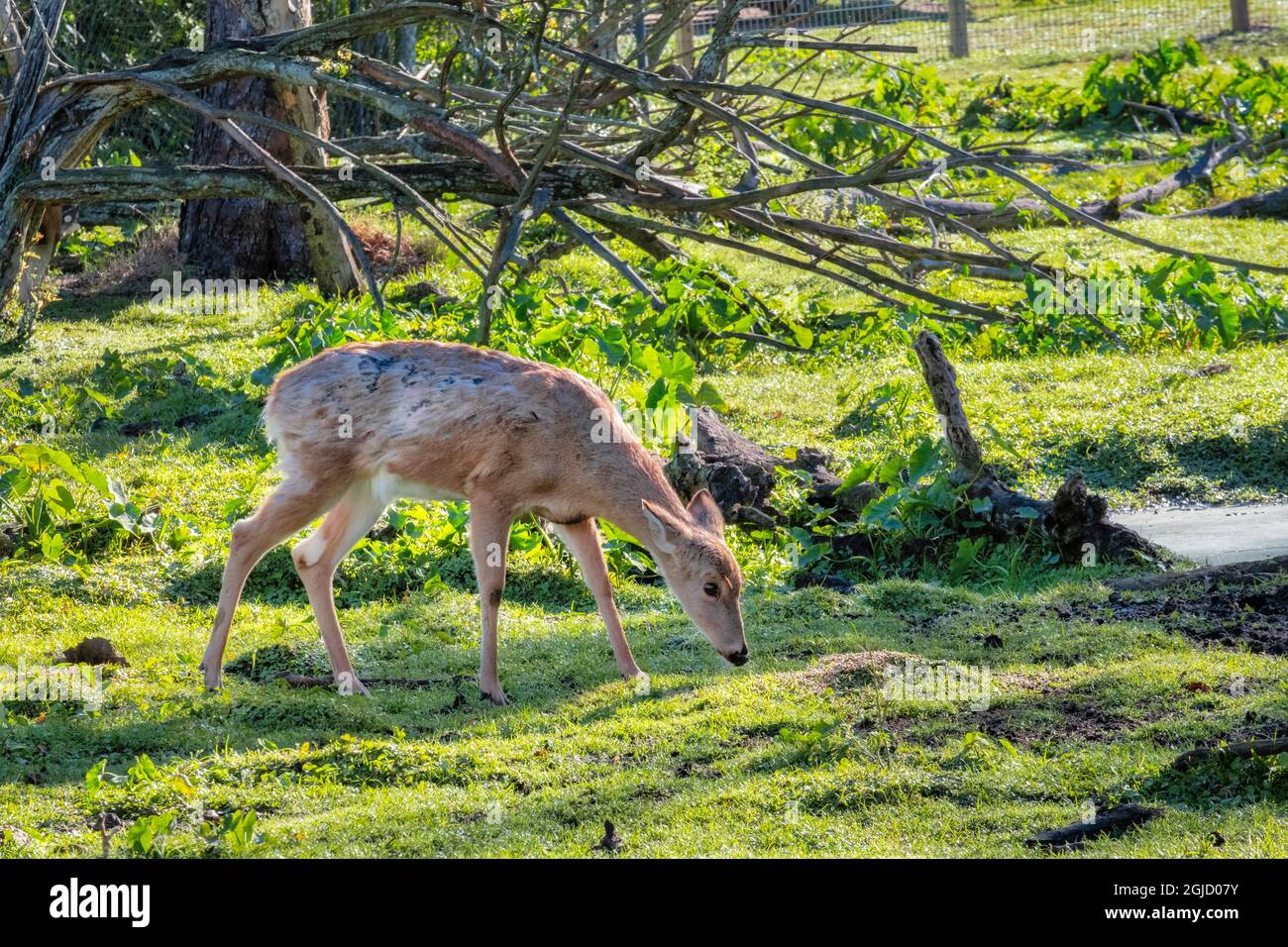 Deer grazing, Gatorland, Orlando, Florida Stock Photo - Alamy