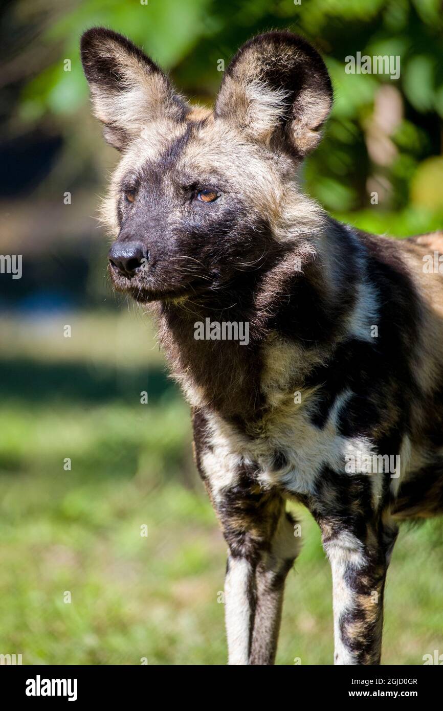 The endangered African wild dog has unique coloration, and parabolic ...
