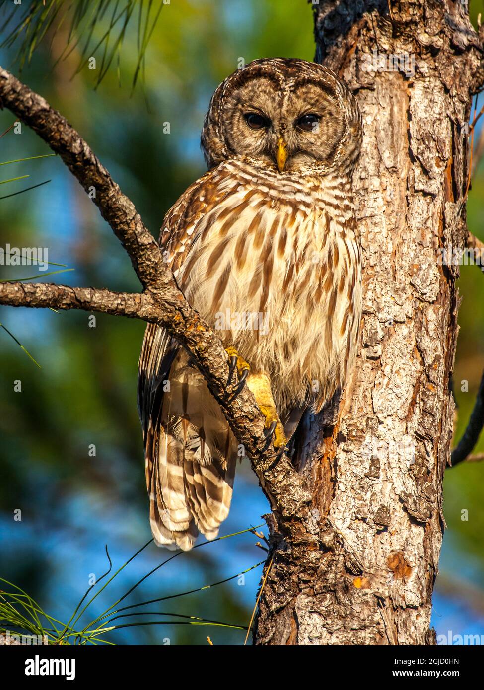 A camouflaged barred owl perches among tree branches during the day ...